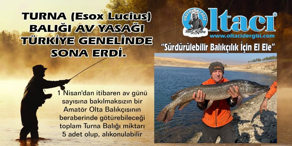 TURNA (Esox Lucius) BALIĞI AV YASAĞI TÜRKİYE GENELİNDE SONA ERİYOR ...